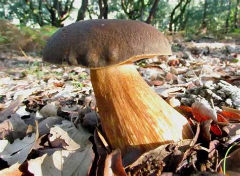 Tudo Sobre O Cogumelo Características Nome Científico E Fotos Mundo