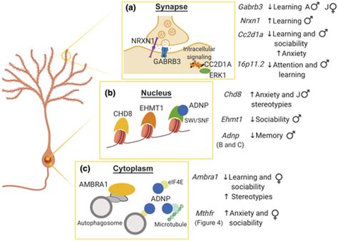Molecular Causes Of Sex‐specific Deficits In Rodent Models Of
