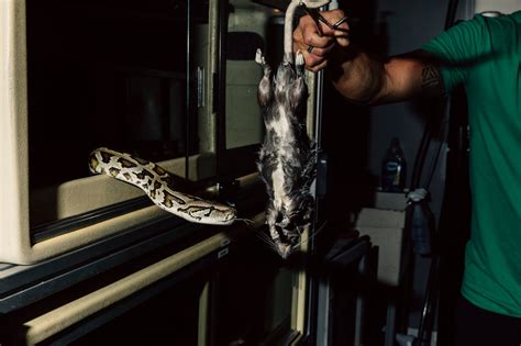 eat rat make new body easy stuff for pythons the new york times