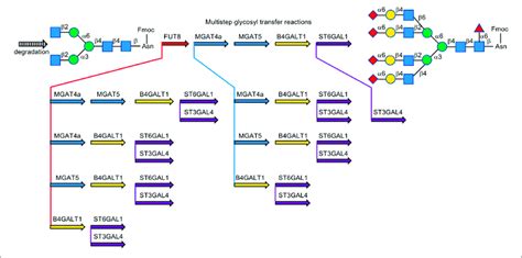 Generation Of Complex Type Naturally Occurring N Glycans Library