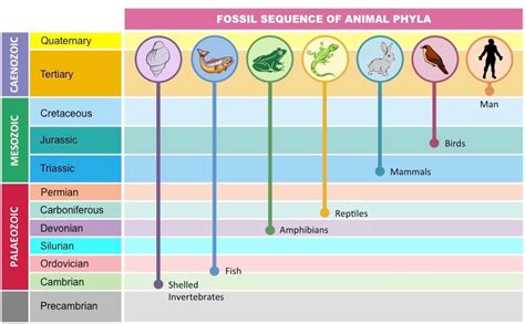 Fossil Record Definition And Examples Biology Dictionary