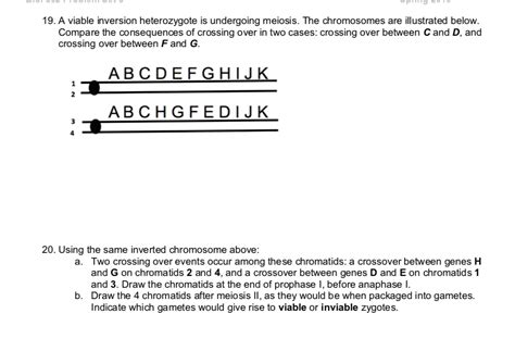 Solved 19 A Viable Inversion Heterozygote Is Undergoing Meiosis The