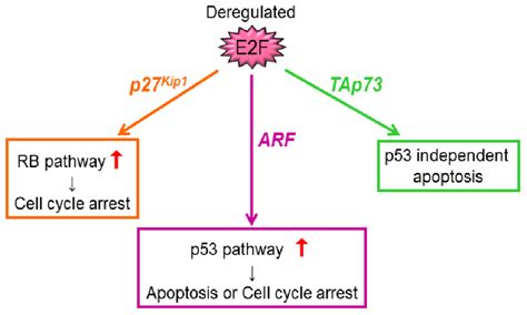 Deregulated E2f Plays Important Roles In Activating Major Tumor