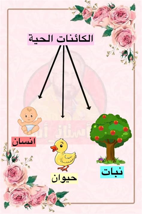 ملخص مادة العلوم للصف الاول الابتدائي بطريقة شيقة وجميلة
