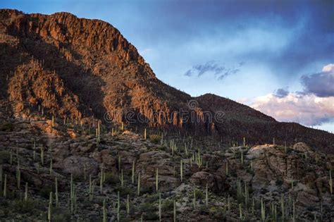 Saguaro National Park Sunset Stock Image Image Of National Sunset
