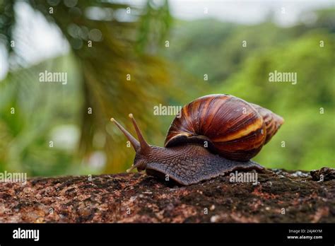 Giant African Land Snail Achatina Fulica Large Land Snail In