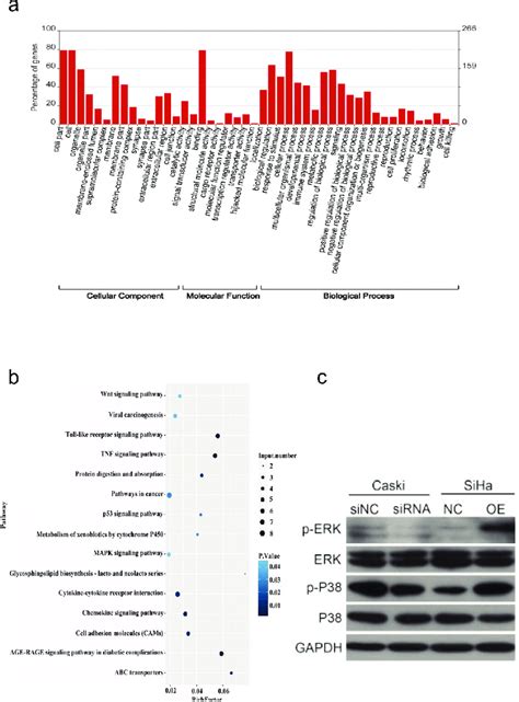 Go And Kegg Analysis Of Differentially Expressed Mrna Function And