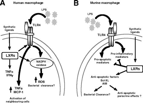 Regulation Of Macrophage Functions By Ppar α Ppar γ And Lxrs In Mice