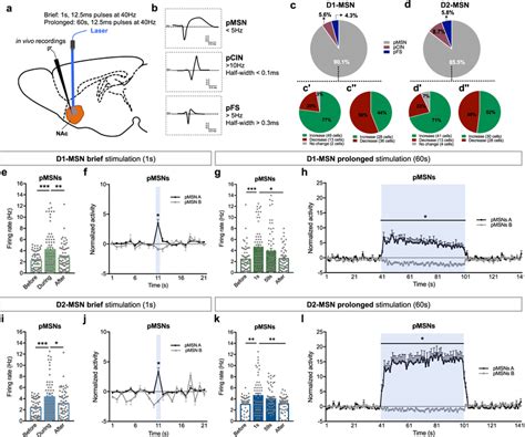 Electrophysiological Response Of Nac Neurons To Brief Or Prolonged
