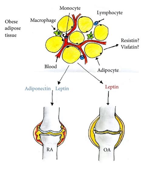 The White Adipose Tissue Wat Is Considered A Major Endocrine Organ