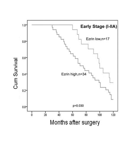 Kaplan Meier Survival Curves Illustrating The Significance Of Ezrin