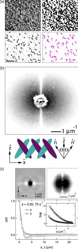 A A Typical Micrograph For A Sheared Pi Pb Blend With The Flow