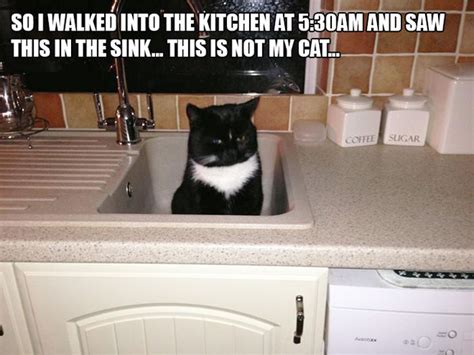 The Best I Dont Own A Cat Moments Barnorama