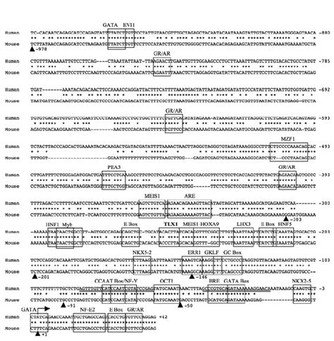 Nucleotide Sequence Alignment Of The Human And Mouse Aldh1a1 Promoters