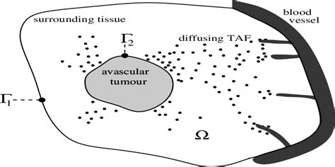Schematic Picture Of The Process Of Tumour Induced Angiogenesis