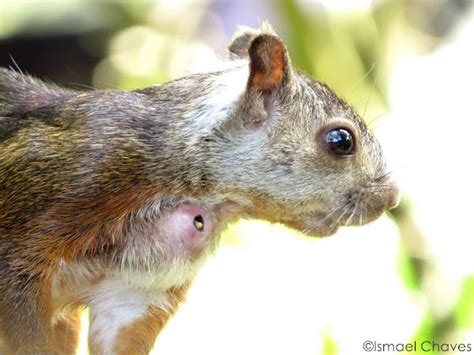 Tree Squirrel Bot Fly Project Noah