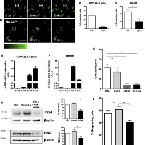 Macrophages Propagate Calcium Signals In An Atp Dependent Manner A And