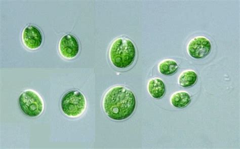 Protist Images Chlamydomonas Reinhardtii