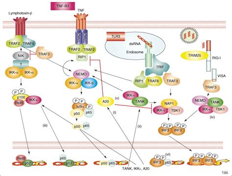 Are The Ikks And Ikk Related Kinases Tbk1 And Ikk ɛ Similarly Activated