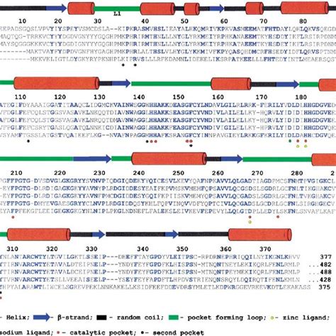 Sequence Alignment Of The Class I Hdacs And Hdlp Residues That Are
