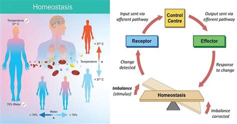Homeostasis Definition Types Examples Applications