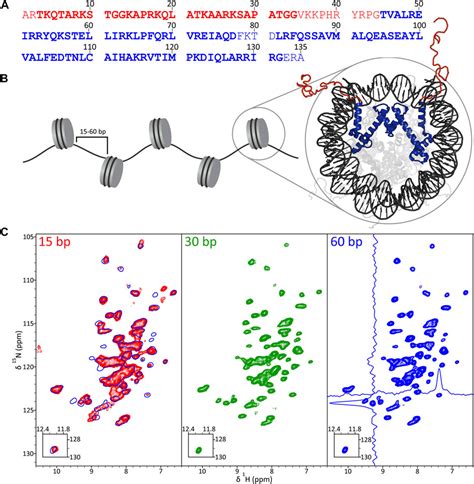 Frontiers Histone H3 Core Domain In Chromatin With Different Dna