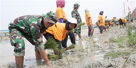 Atasi Dampak El Nino Tni Hidupkan Lahan Tidur Untuk Ketahanan Pangan