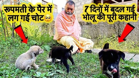 रूपमती को पैर में लगी चोट भोलू बना नया लीडर रूपमती की हालत देख