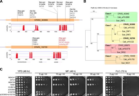 Systematic Analysis Of Copy Number Variations In The Pathogenic Yeast