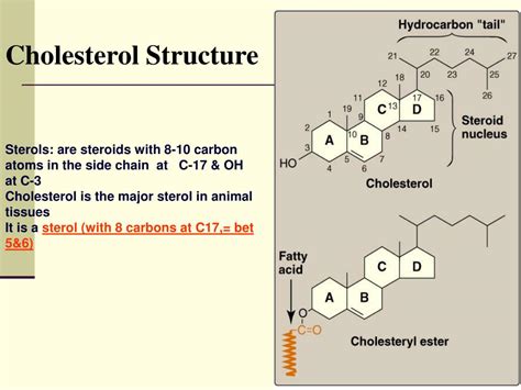 Ppt Introduction To Lipids Structure And Functions Powerpoint