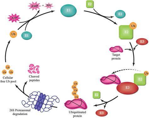 A Schematic Depicting The General Logic Of Ubiquitin Proteasome System