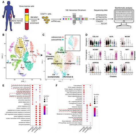 Scrna Seq Analysis Of Human Bm Mscs A Schematic Summarizing An