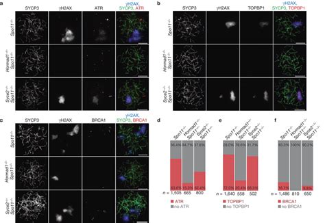 Hormad1 Is Required For Efficient Accumulation Of Atr Topbp1 And Brca1
