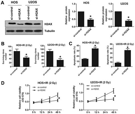 Mir‑328‑3p Enhances The Radiosensitivity Of Osteosarcoma And Regulates