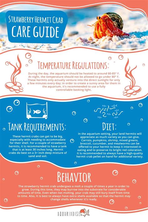 Strawberry Hermit Crab Coenobita Perlatus Care Sheet