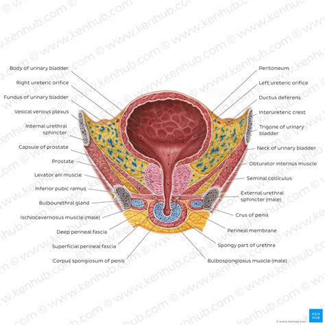 Urinary Bladder And Urethra Anatomy Location Function Kenhub