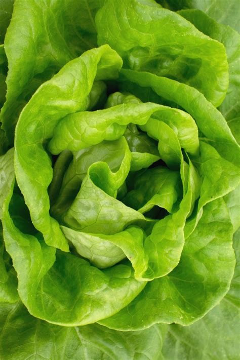20 Types Of Lettuce Different Kinds Of Lettuce And How To Use Them