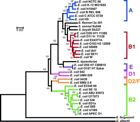 Phylogenetic Relationships Amongst Sequenced E Coli Genomes The