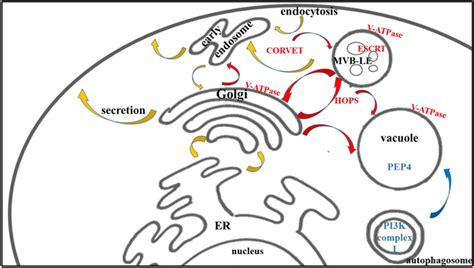 Disruption Of Endocytic Trafficking Enhances Apol1 Toxicity Schematic