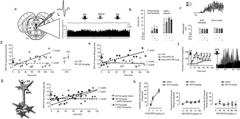 Effect Of Scp On Dr 5 Ht Neurons A Integrated Firing Rate Histogram