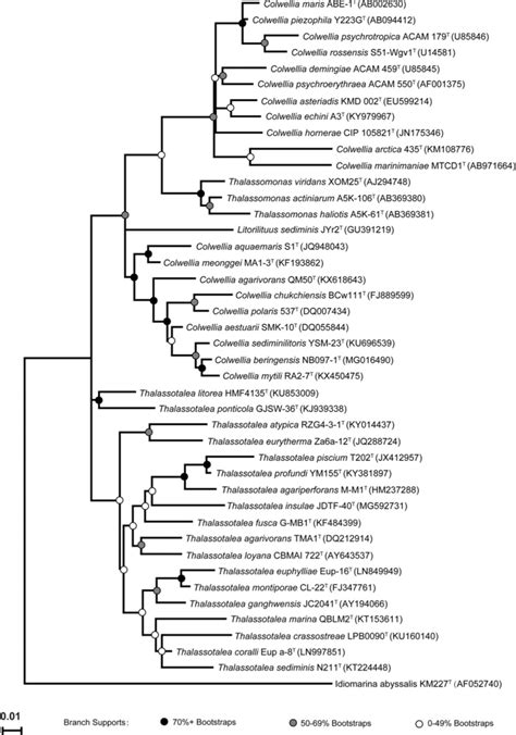 Maximum Likelihood Phylogenetic Tree Based On 16s Rrna Gene Sequences