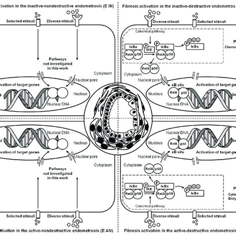 Schematic View Of The Nf κb Signaling Pathway In A The Inactive