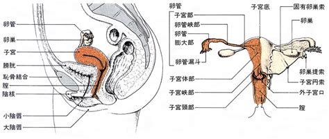 陰唇 インシン とは？ 意味や使い方 コトバンク