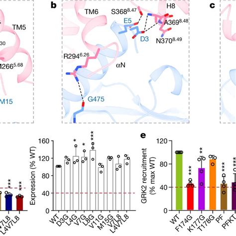 Cryo Em Structures Of Ntsr1 Grk2 Gαq Complexes A C Nanobit Assay