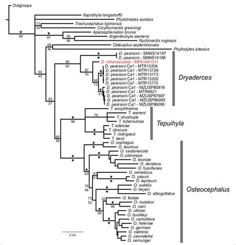 Phylogenetic Reconstruction Of A Concatenated Dataset 2175 Bp Of The