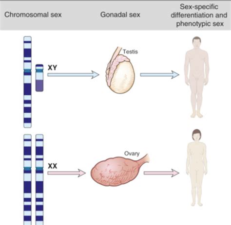 Sex Determination Sexual Differentiation And Gametogenesis Flashcards