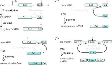 Different Modes Of Action Of Trans Splicing A The Classical
