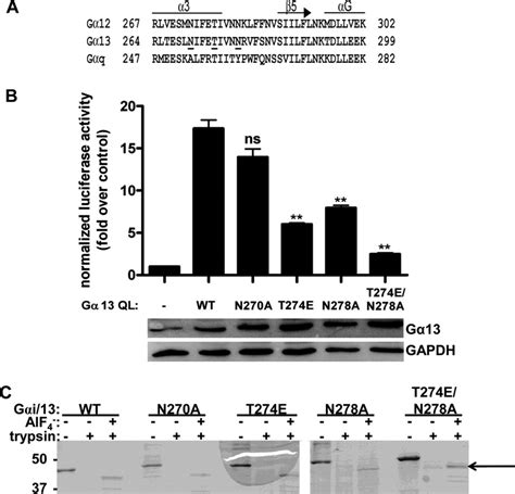 characterization of g i 13 mutants a a primary sequence alignment of