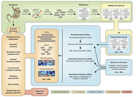 Metagenomics Ngs Analysis