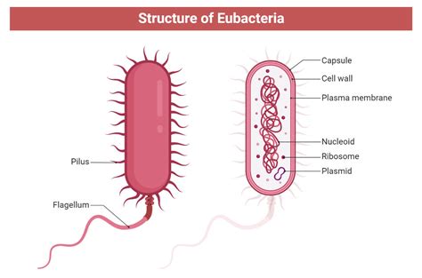 Vibrio Cholerae Labelled Diagram